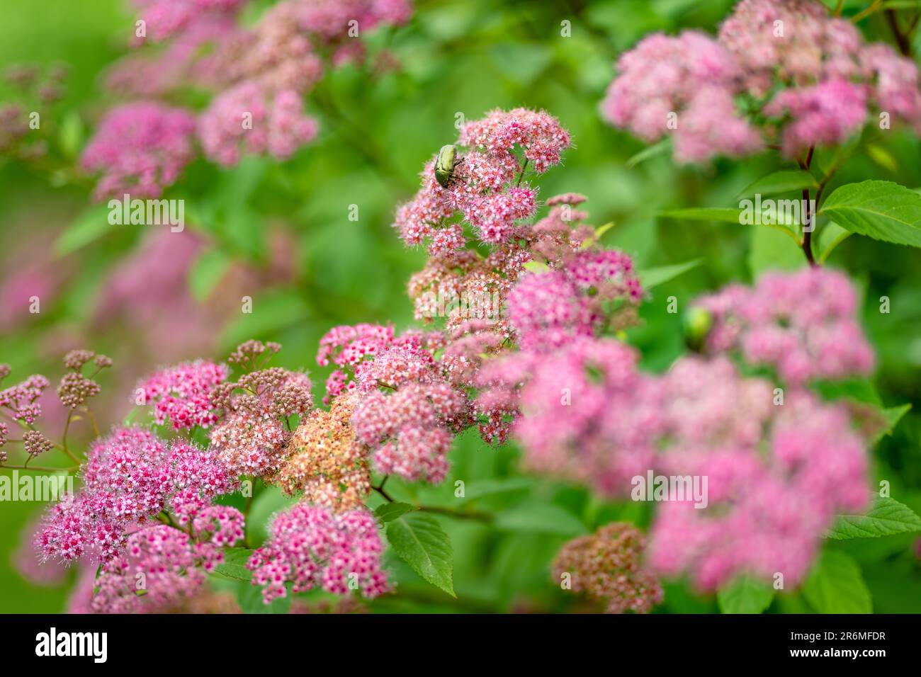 Blooming pink spiraea flowers in the summer garden. Beauty in nature ...