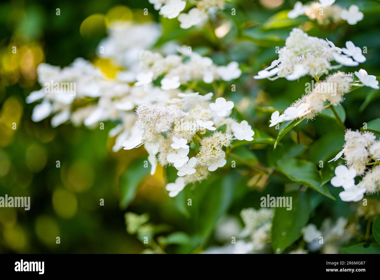 Tender flowers of hydrangea arborescens, backlit by the low evening sun ...