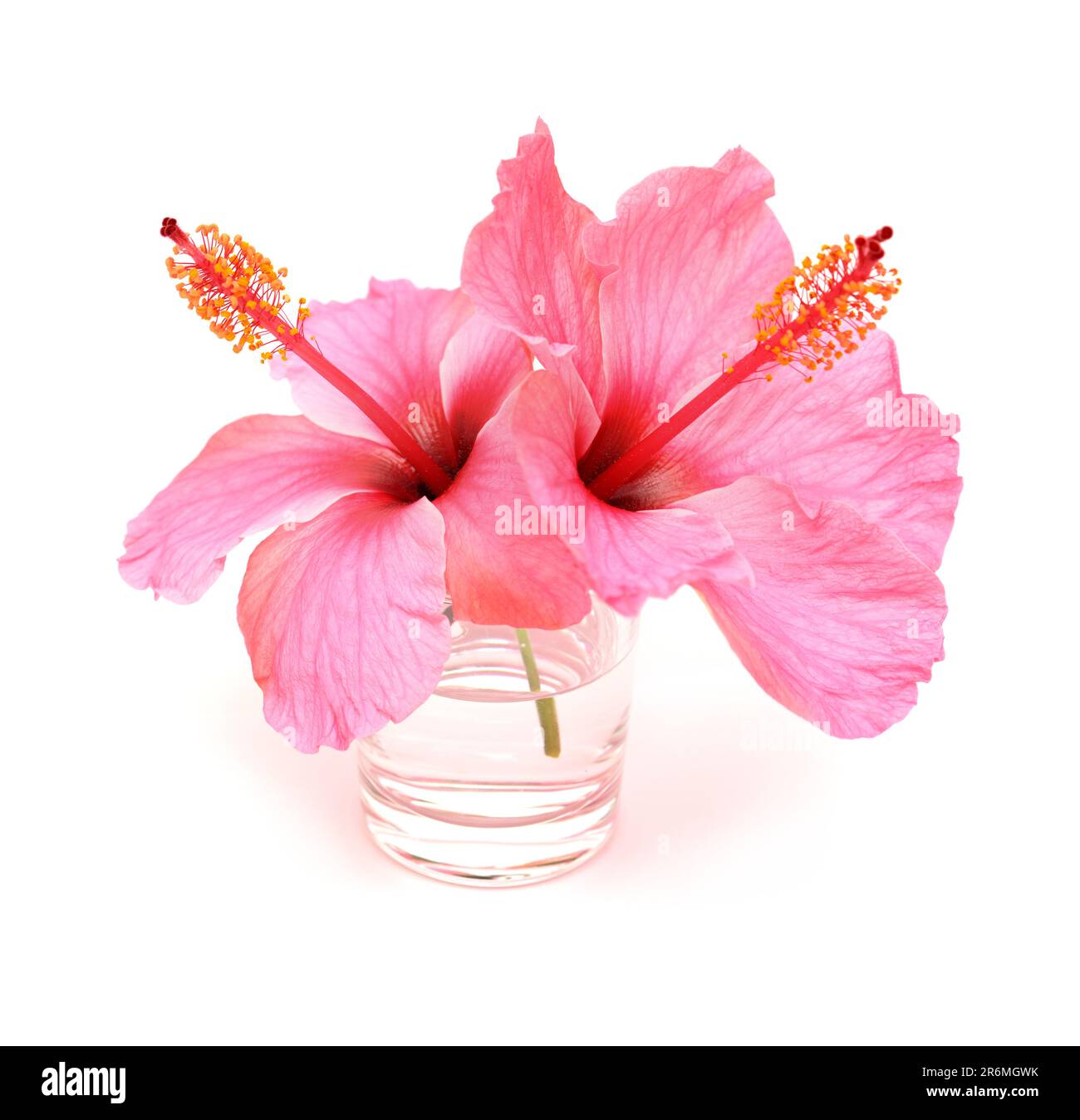 Beautiful gentle pink Hibiscus rosa-sinensis aka Chinese hibiscus ...