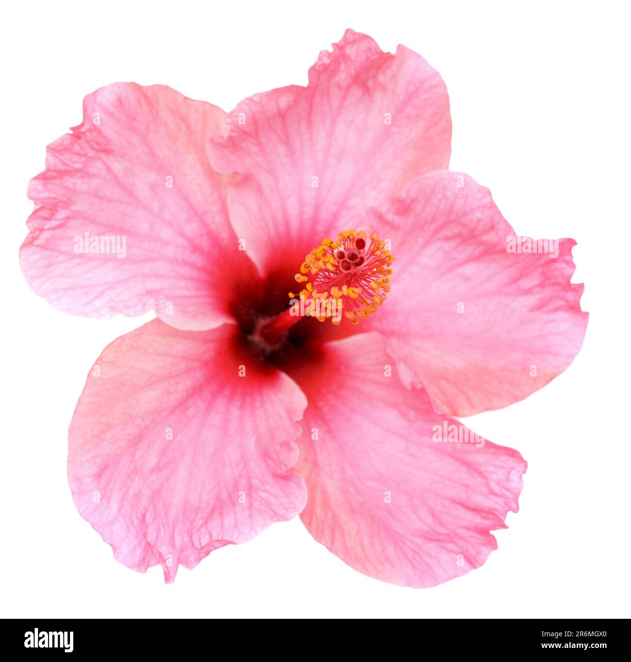 Beautiful gentle pink Hibiscus rosa-sinensis aka Chinese hibiscus ...