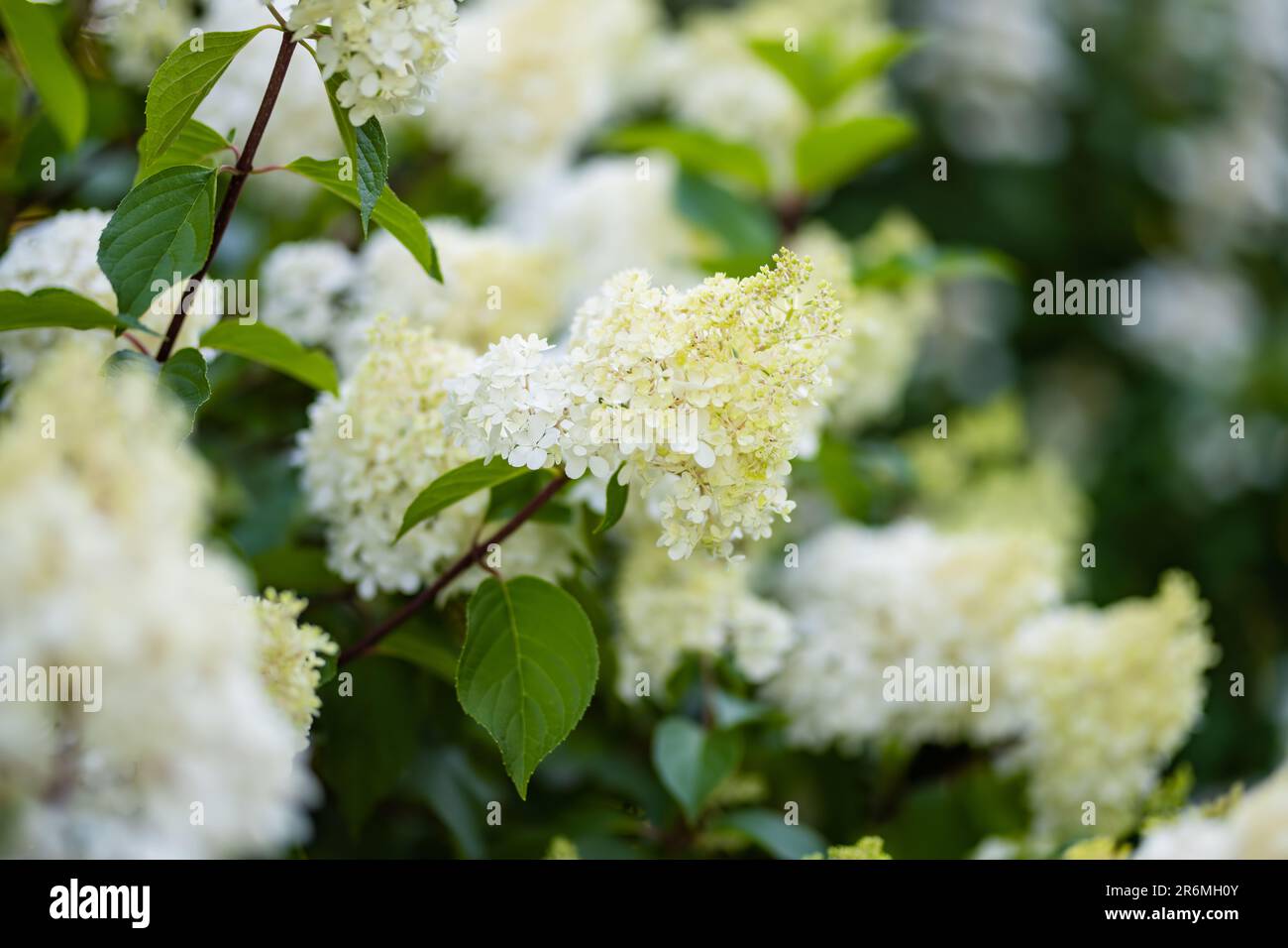 Tender flowers of hydrangea arborescens, backlit by the low evening sun ...