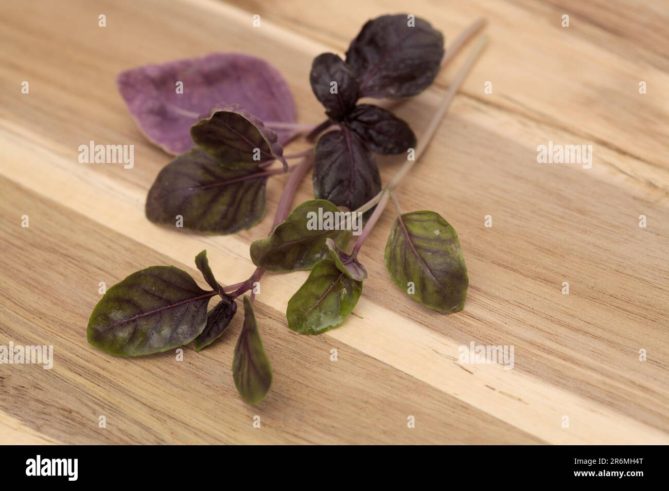 Purple variety of basil, small twigs Stock Photo - Alamy