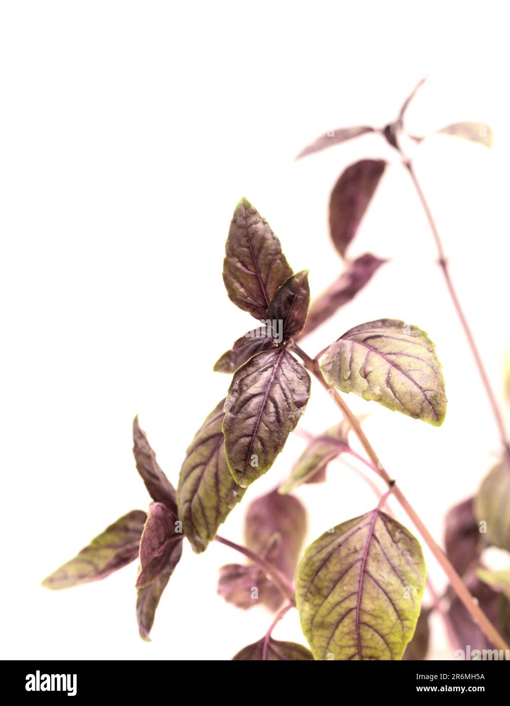 Variety of distinct plant species hi-res stock photography and images - Alamy