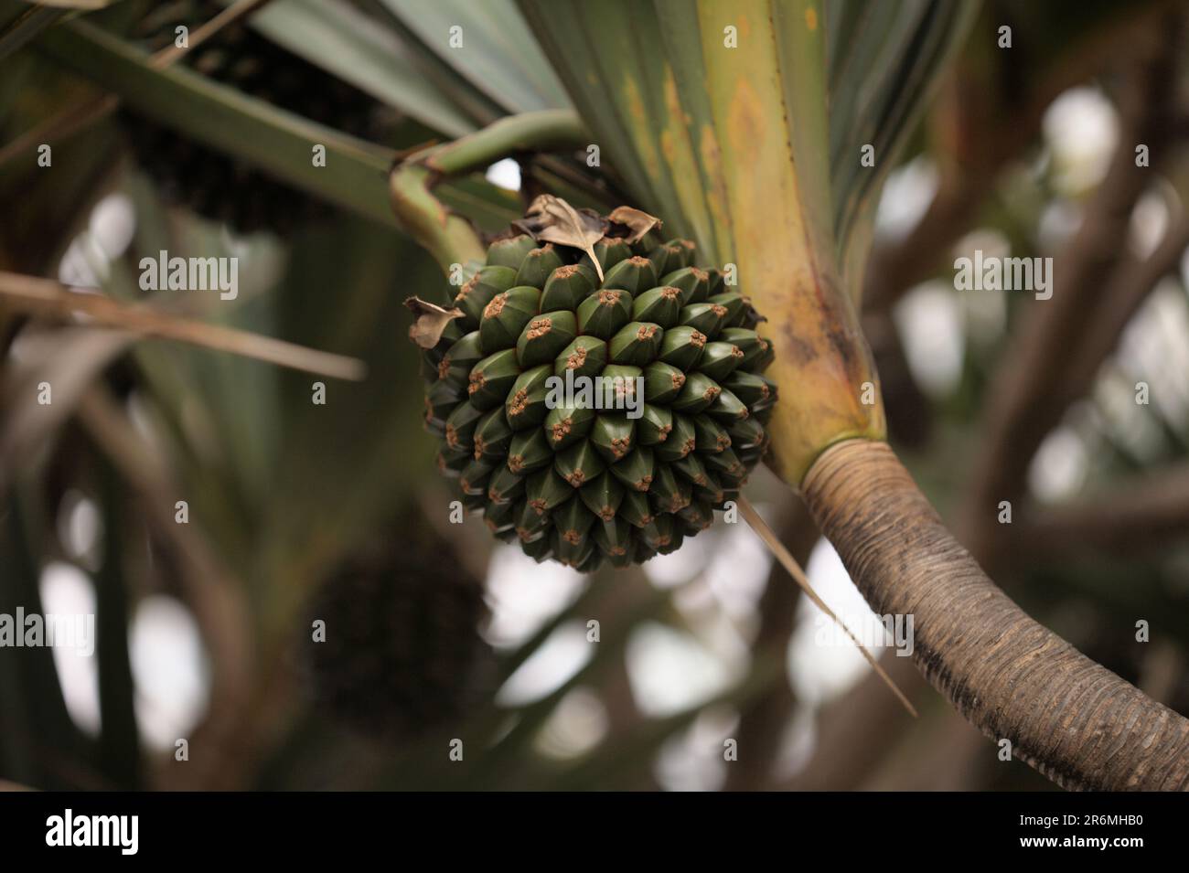 Large round green fruit of Pandanus utilis, common screwpine, natural ...