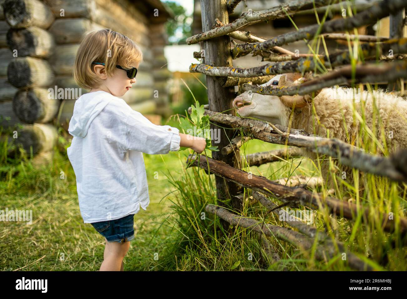 Adobrable toddler boy having fun feeding sheep in a small petting zoo ...