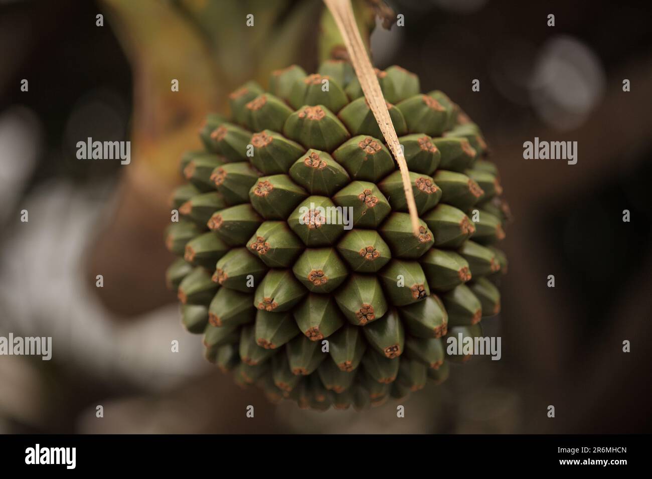 Large round green fruit of Pandanus utilis, common screwpine, natural ...