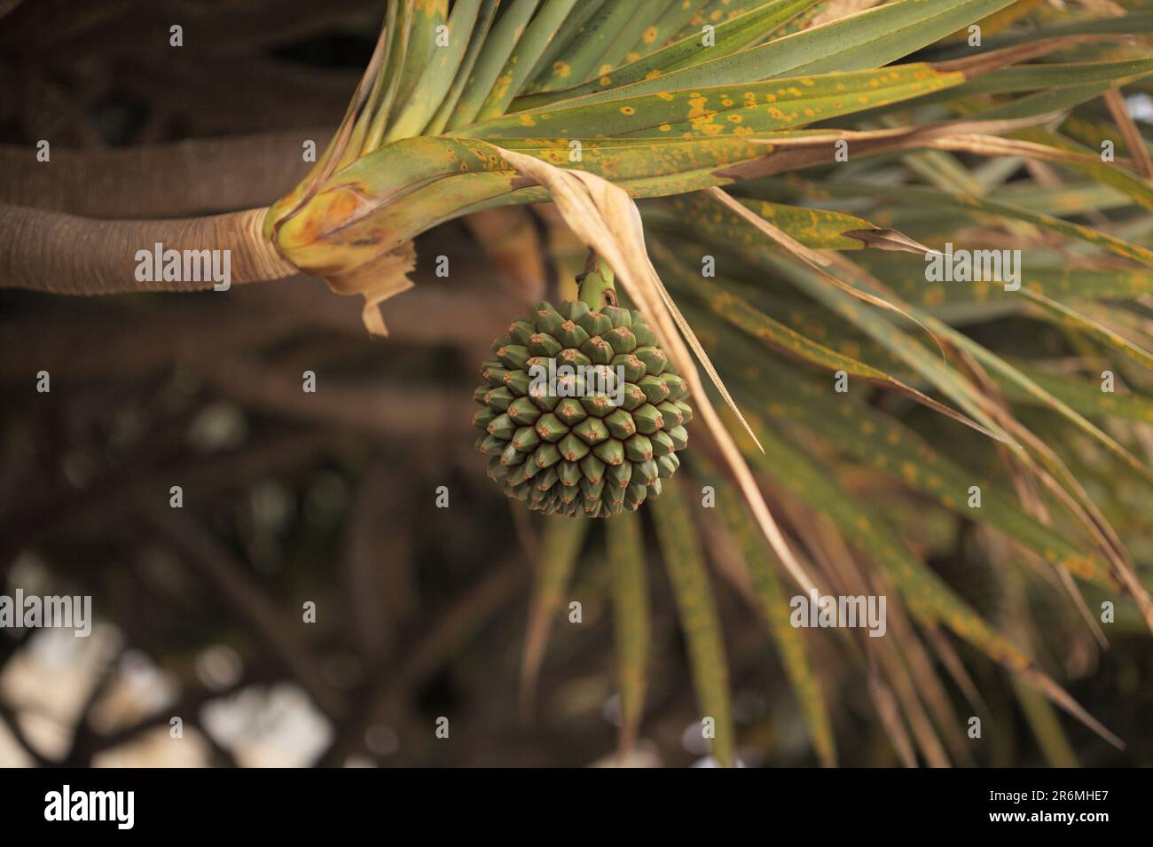 Large round green fruit of Pandanus utilis, common screwpine, natural ...