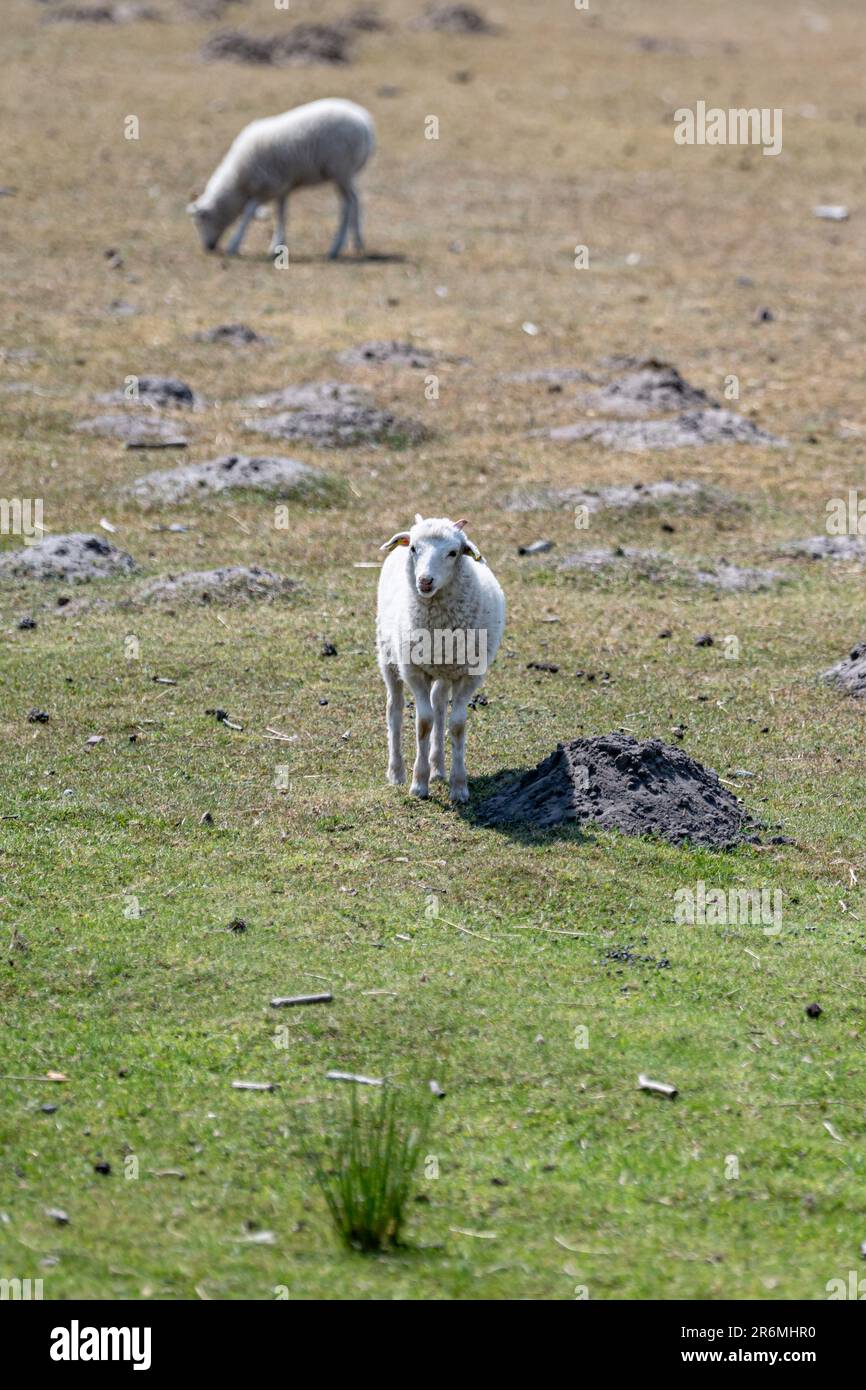 Schorfheide, Germany. 10th June, 2023. Skudds walk across a partially ...