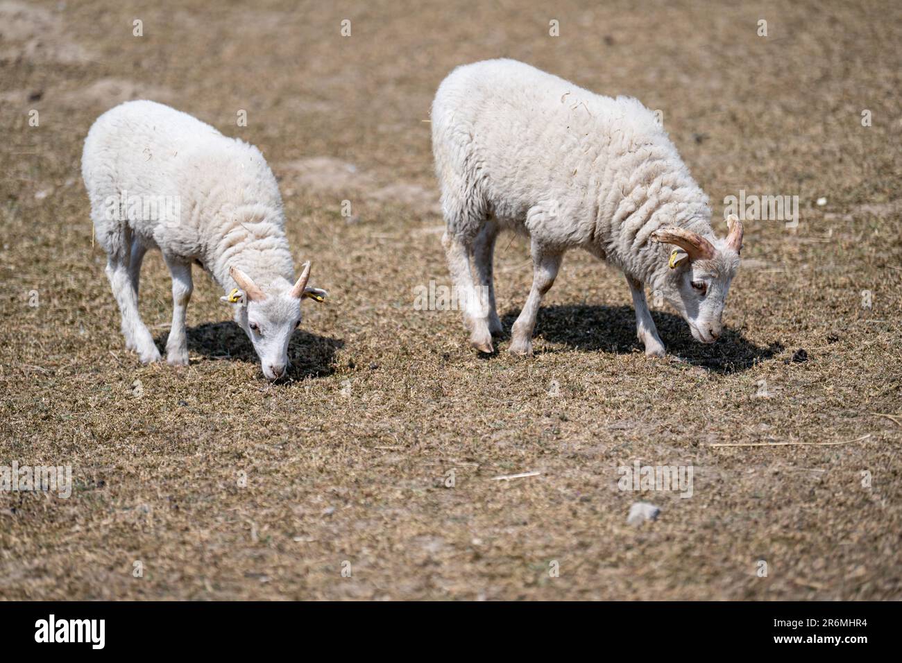 Schorfheide, Germany. 10th June, 2023. Skudds walk across a parched ...