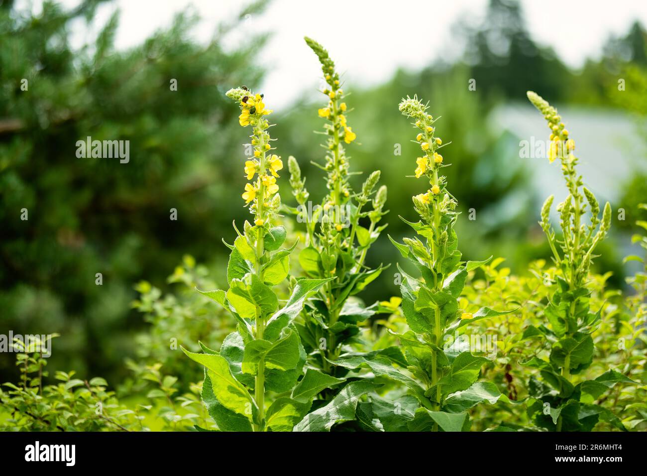 Common mullein flowers blossoming in the garden on summer day ...