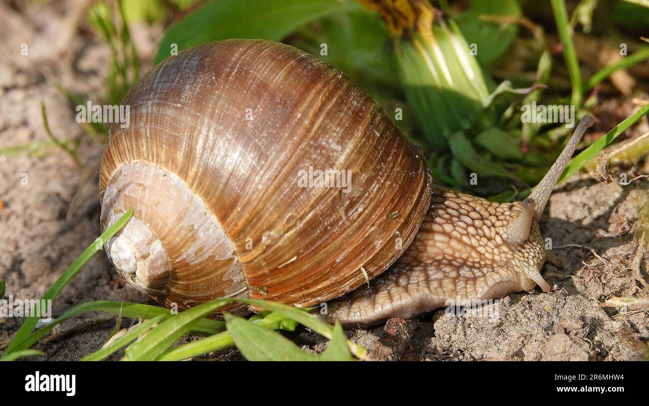 Snail crawling on forest road hi-res stock photography and images - Alamy
