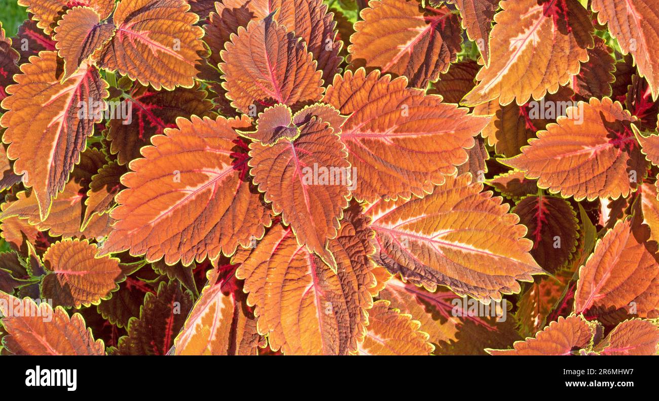Ornamental garden.Bright pattern of variegated purple coleus leaves ...