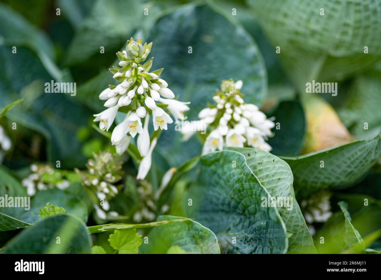 Flowering hosta bush also known as plantain lily, widely cultivated as ...