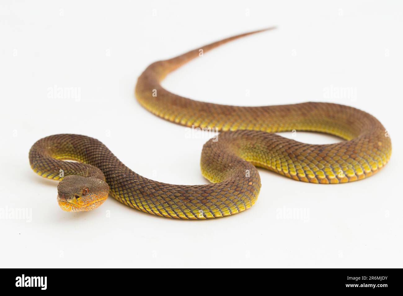 Trimeresurus purpureomaculatus mangrove pit viper snake or shore pit ...