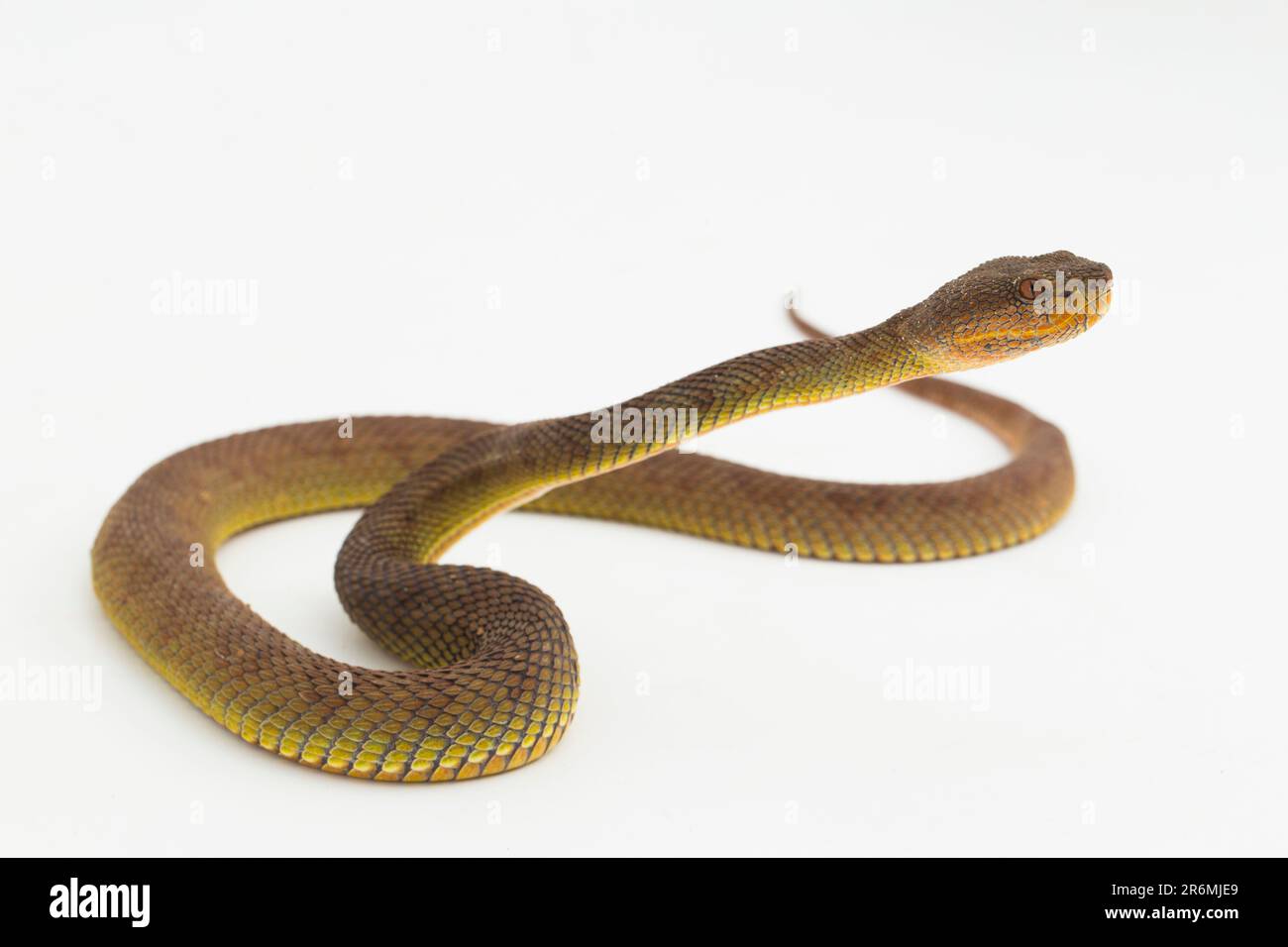 Trimeresurus purpureomaculatus mangrove pit viper snake or shore pit ...