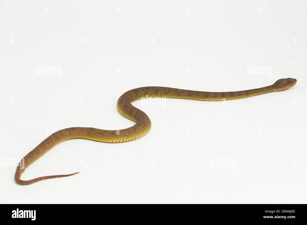 Trimeresurus purpureomaculatus mangrove pit viper snake or shore pit ...