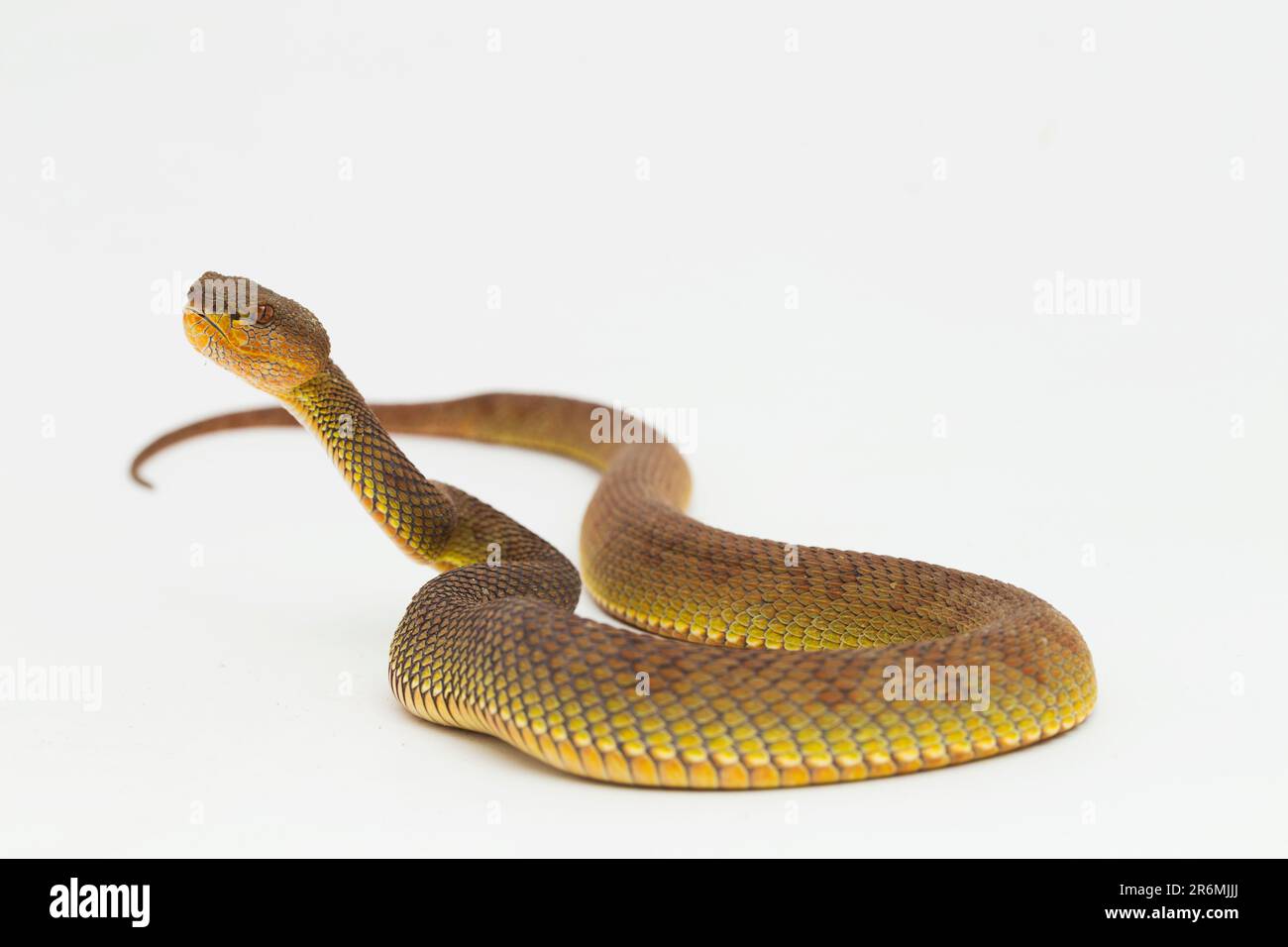 Trimeresurus purpureomaculatus mangrove pit viper snake or shore pit ...