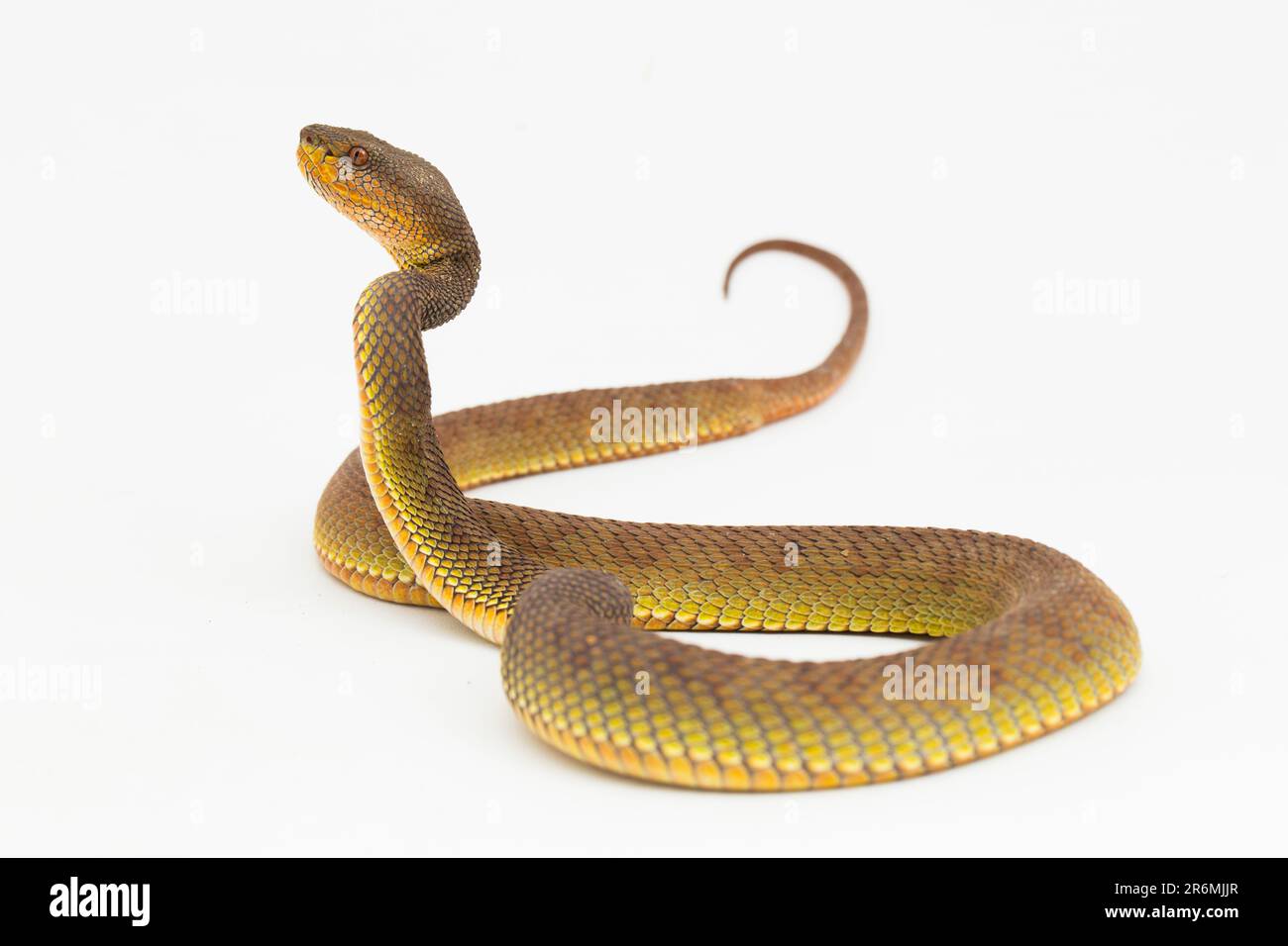 Trimeresurus purpureomaculatus mangrove pit viper snake or shore pit ...