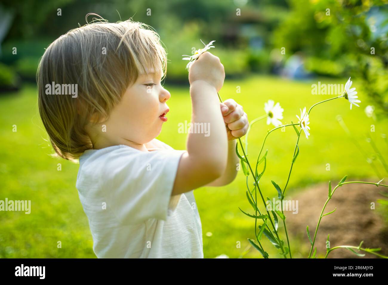 Adorable toddler boy having fun outdoors on sunny summer day. Child ...
