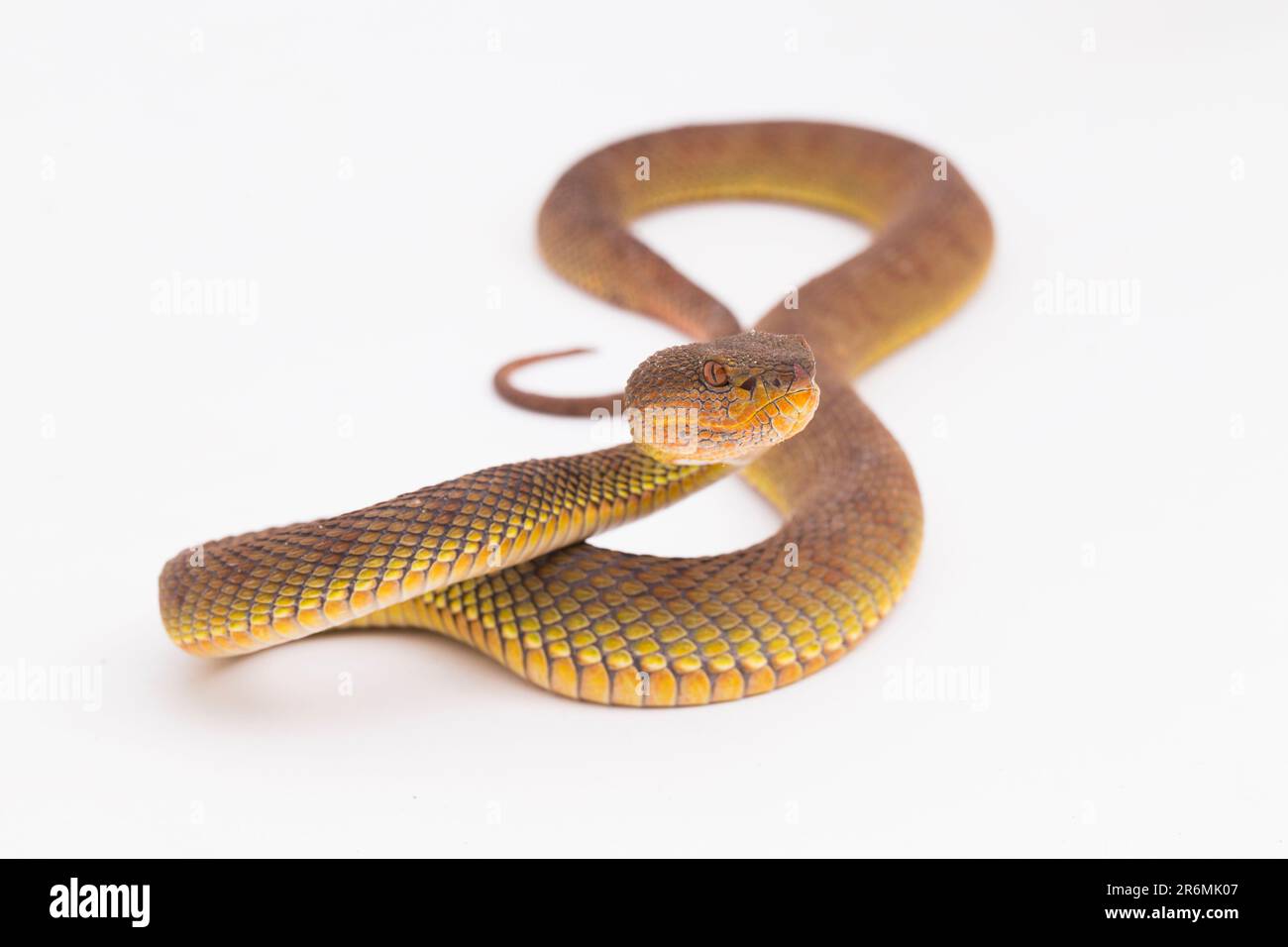 Trimeresurus purpureomaculatus mangrove pit viper snake or shore pit ...