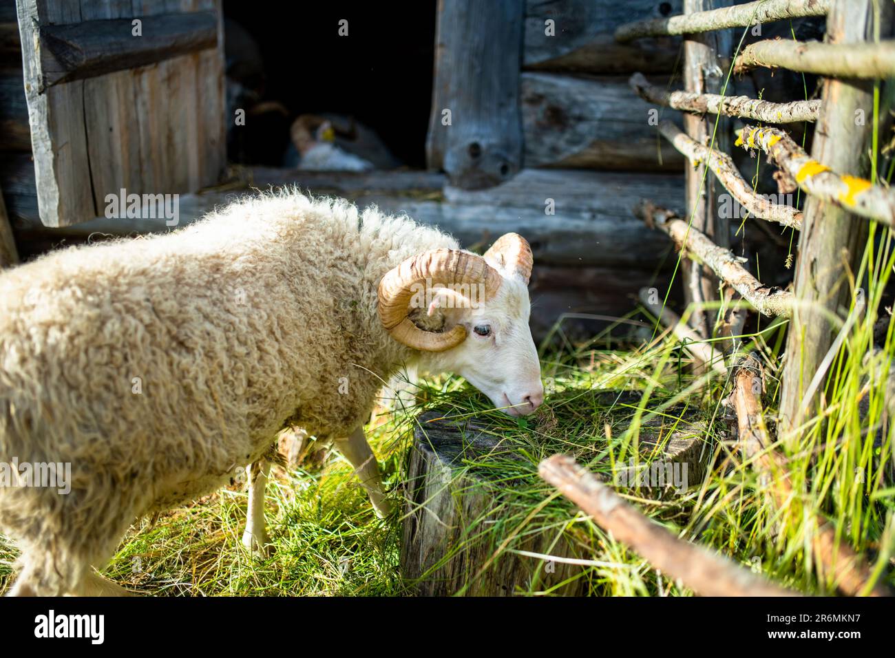Sheep in the sheepfold. Adult sheep peeking from behind the fence. Livestock animals Stock Photo ...