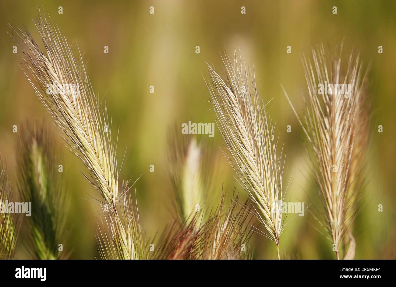 Plant barley mouse - Hordeum marinum wild growing in the forest and ...