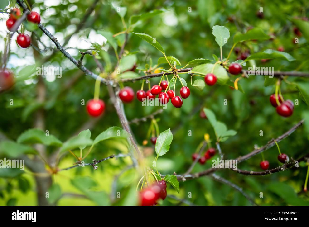 Ripe Cherry Fruits Hanging From A Cherry Tree Branch Harvesting