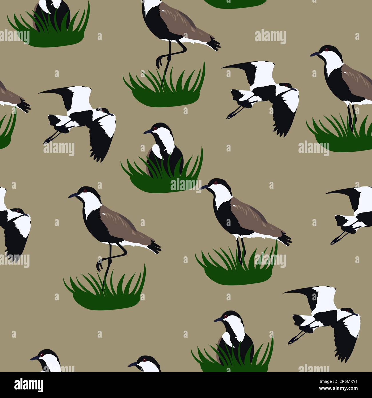 Pattern of Spur-winged lapwing or spur-winged plover or Vanellus ...