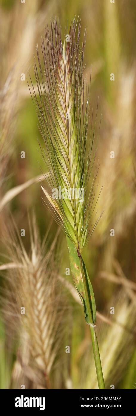 Plant barley mouse - Hordeum marinum wild growing in the forest and ...