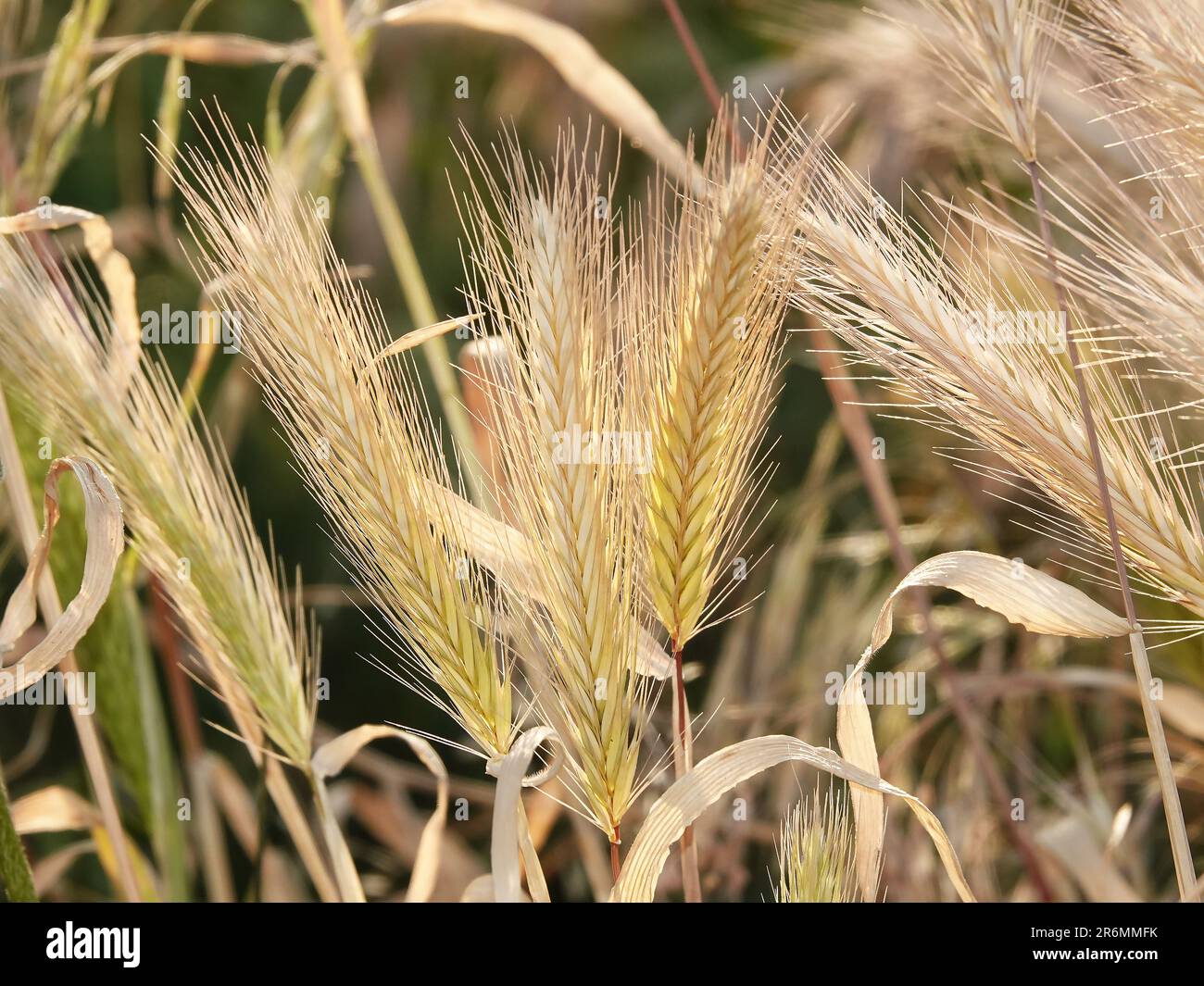 Plant barley mouse - Hordeum marinum wild growing in the forest and ...