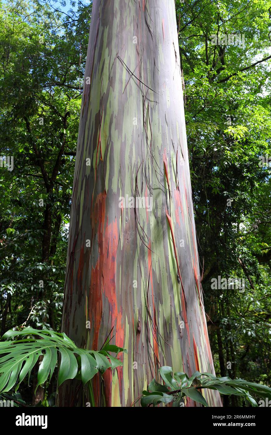 The amazing colorful trunk of a rainbow Eucalyptus tree , Eucalyptus ...