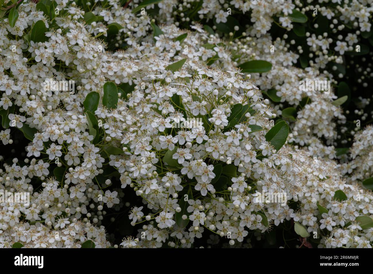 White vat flower hi-res stock photography and images - Alamy