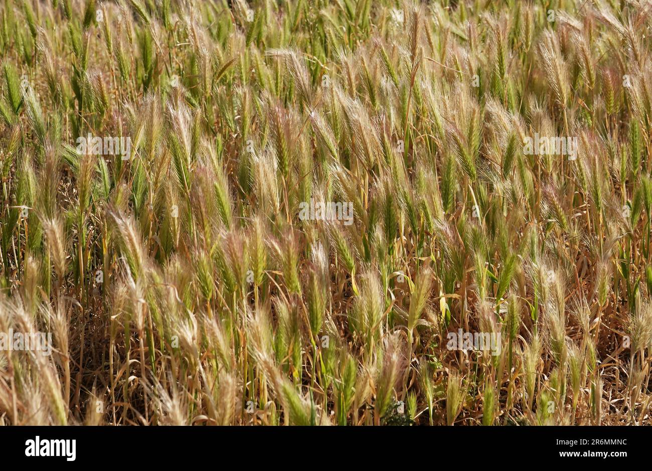 Plant barley mouse - Hordeum marinum wild growing in the forest and ...