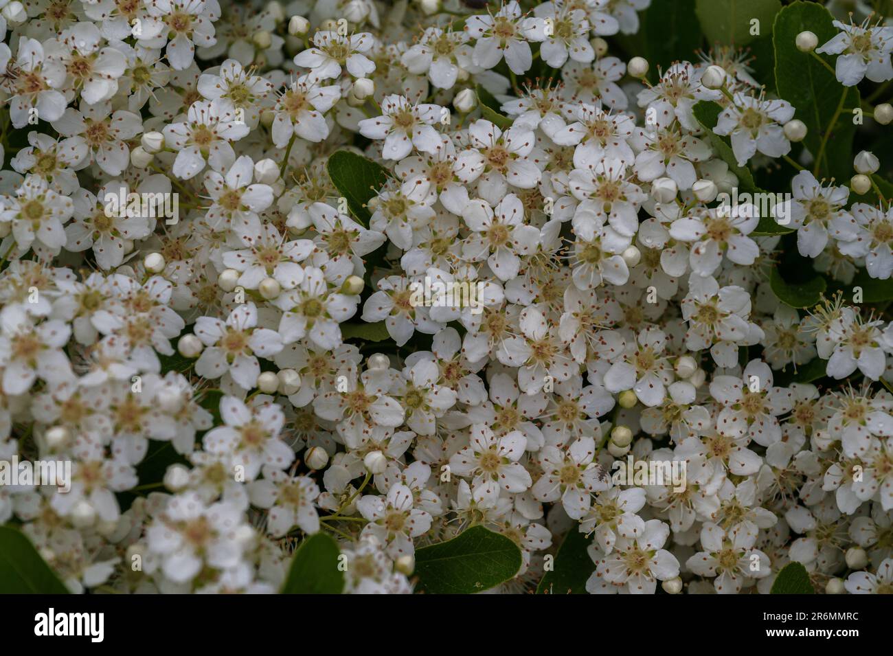 Viburnum tinus. The viburnum vat is a plant of the Caprifoliaceae ...