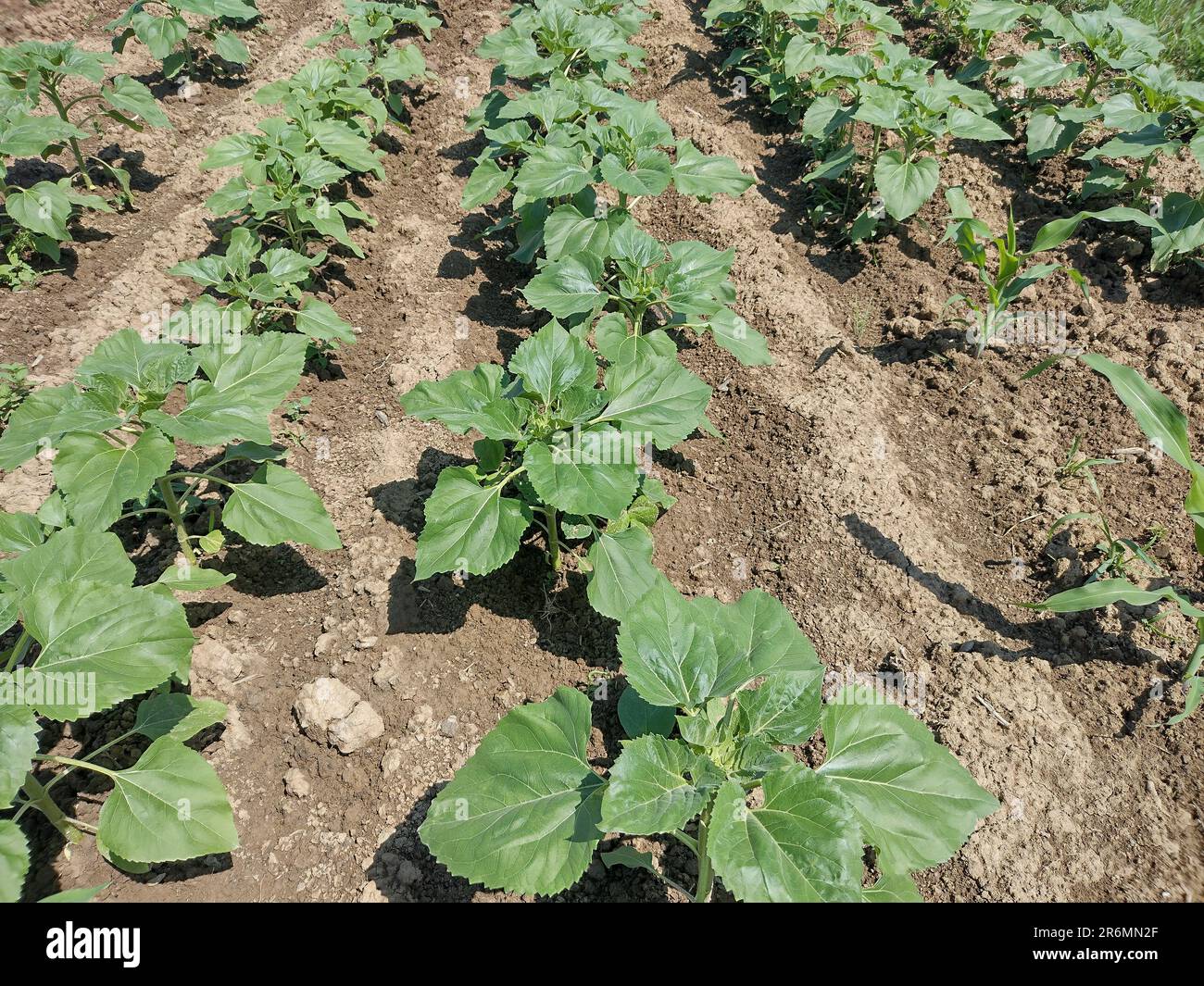 Sunflower plant in the ground during growth. In Romania Stock Photo - Alamy