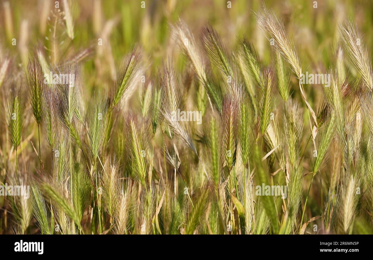 Plant barley mouse - Hordeum marinum wild growing in the forest and ...