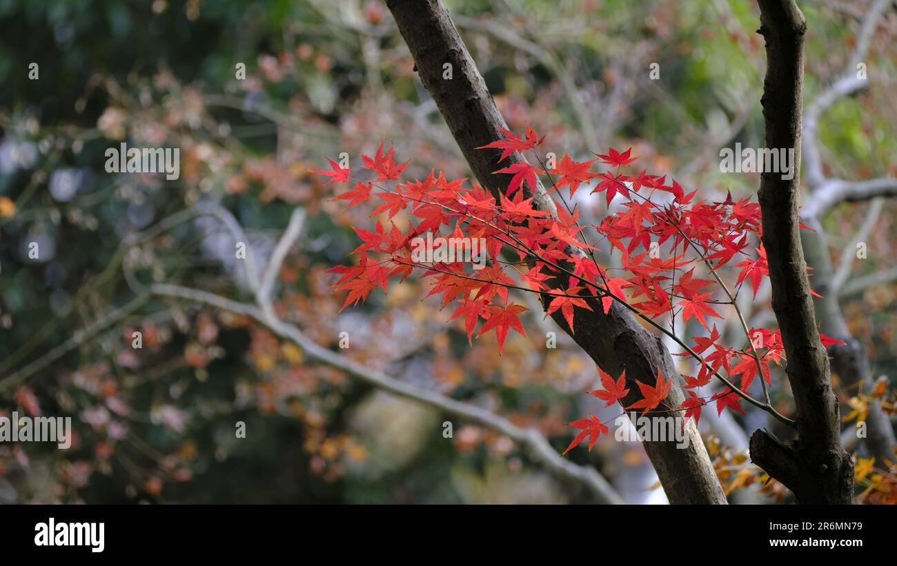 A vibrant autumn red leaves on a tree branch in the garden Stock Photo ...