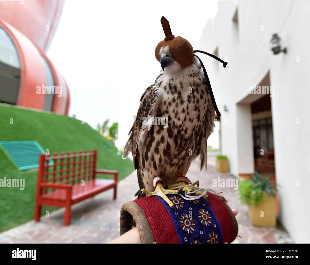 The Hooded hunting falcon in Waqif Souq market in Doha, Qatar Stock ...