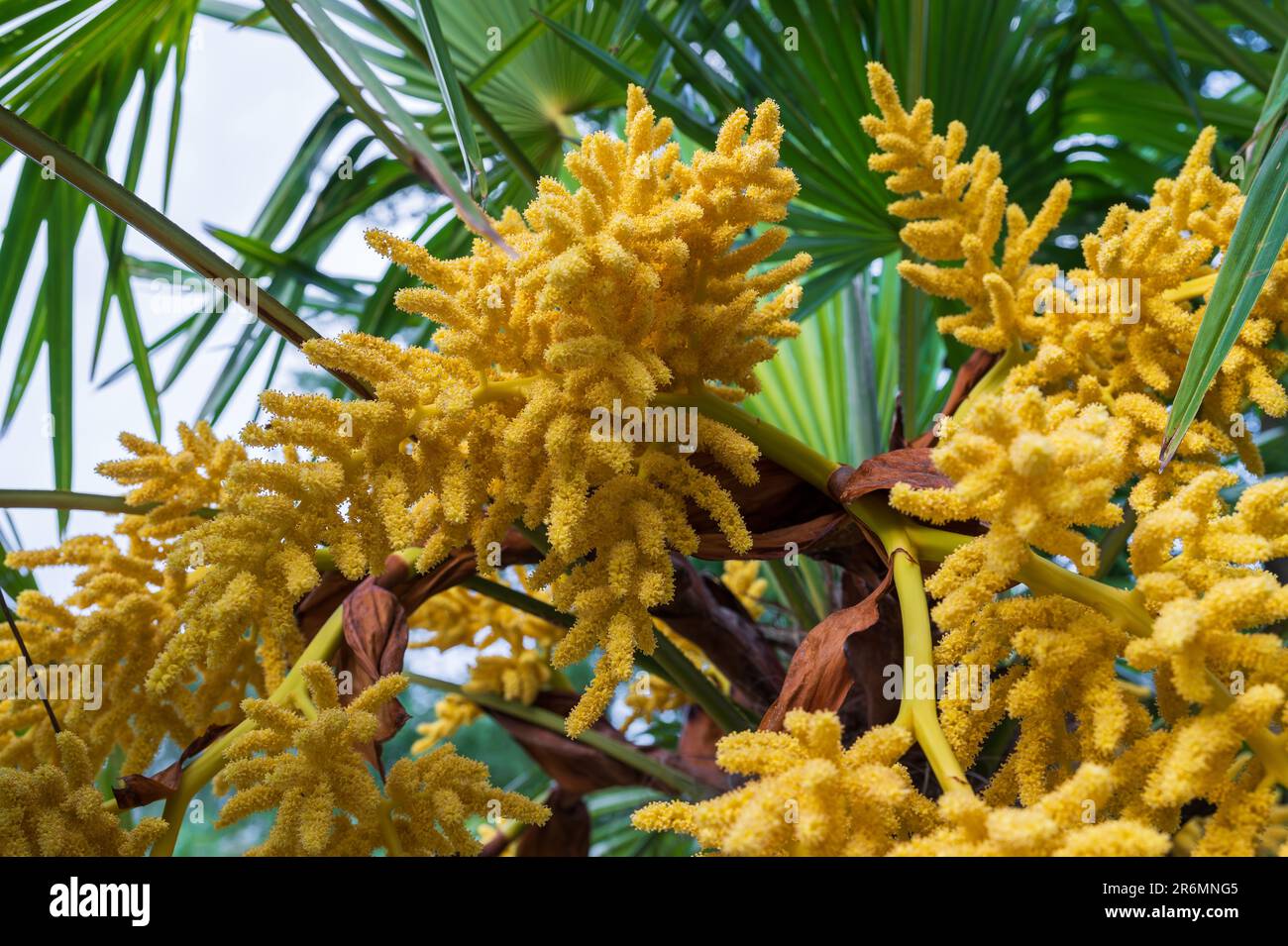 Trachycarpus fortunei. The yellow flower of the Chinese hemp palm. It ...