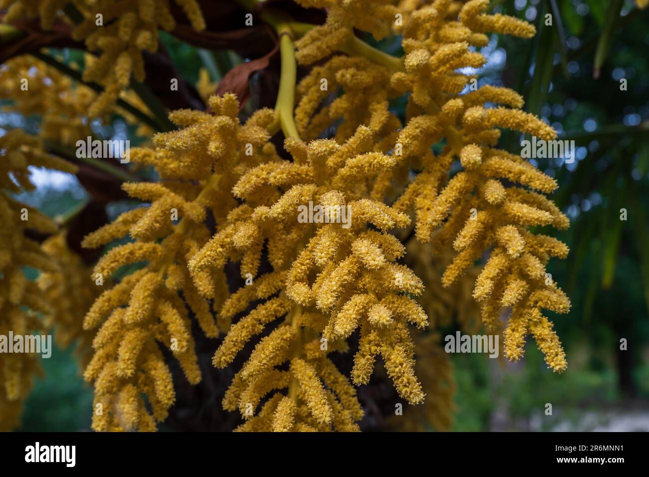 Trachycarpus fortunei. The yellow flower of the Chinese hemp palm. It ...