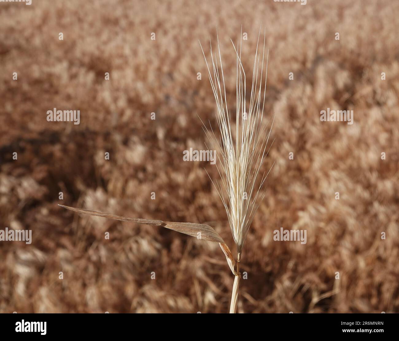 Pompous grass hi-res stock photography and images - Alamy
