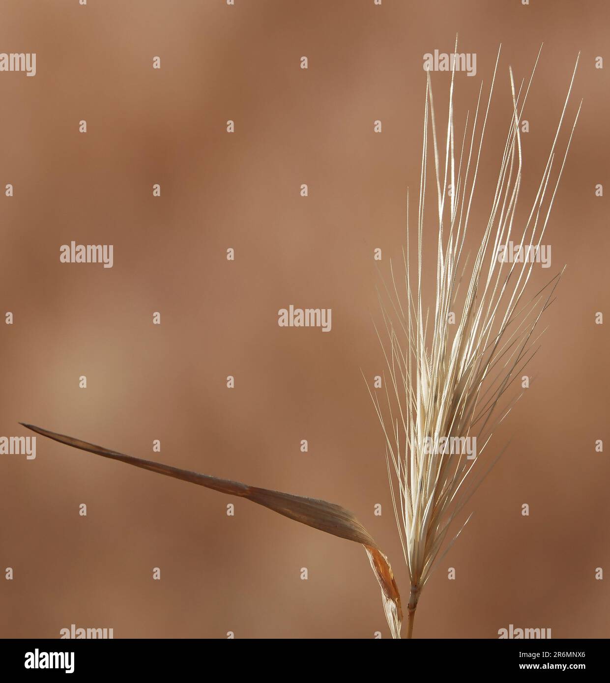 Pompous grass hi-res stock photography and images - Alamy
