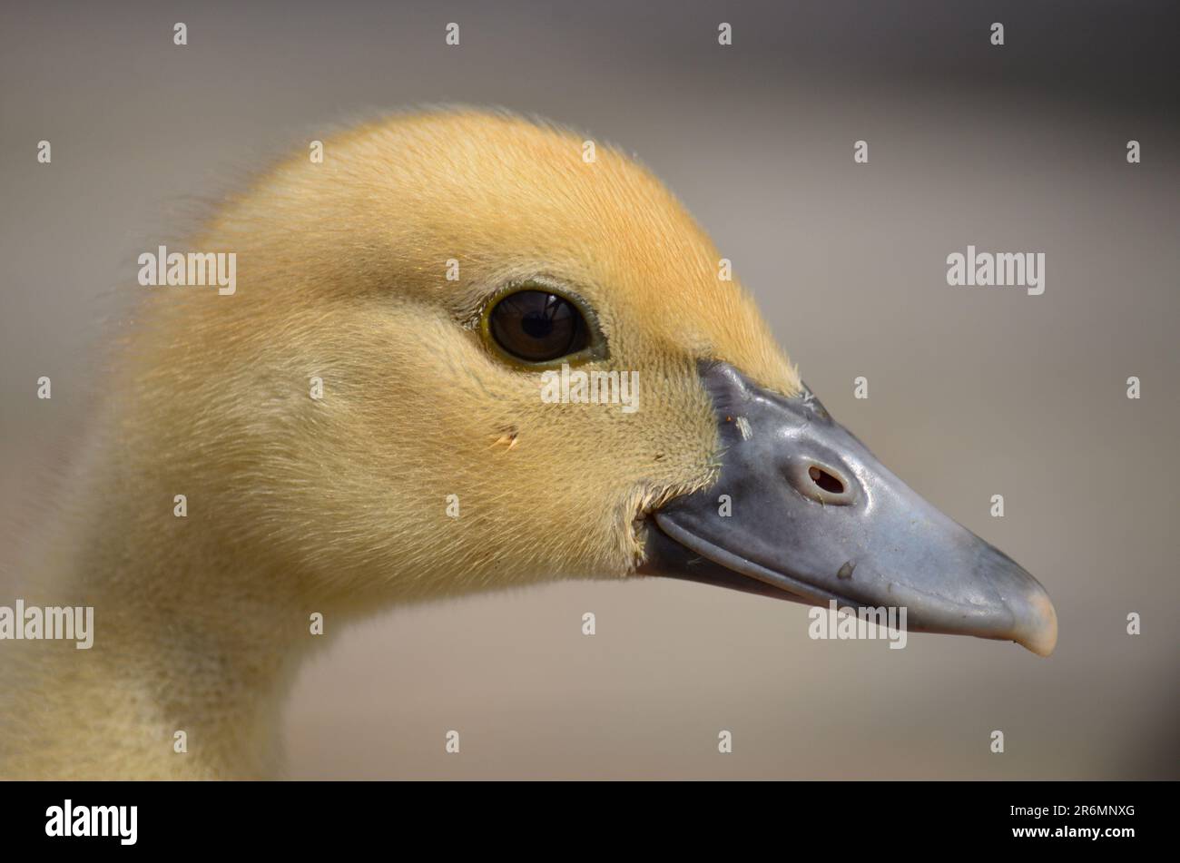 Closeup and profile of a beautiful and tender baby duckling Stock Photo ...