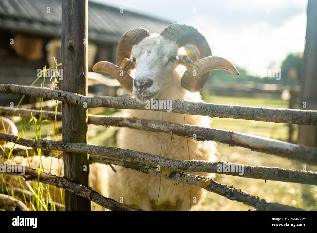 Sheep in the sheepfold. Adult sheep peeking from behind the fence. Livestock animals Stock Photo ...