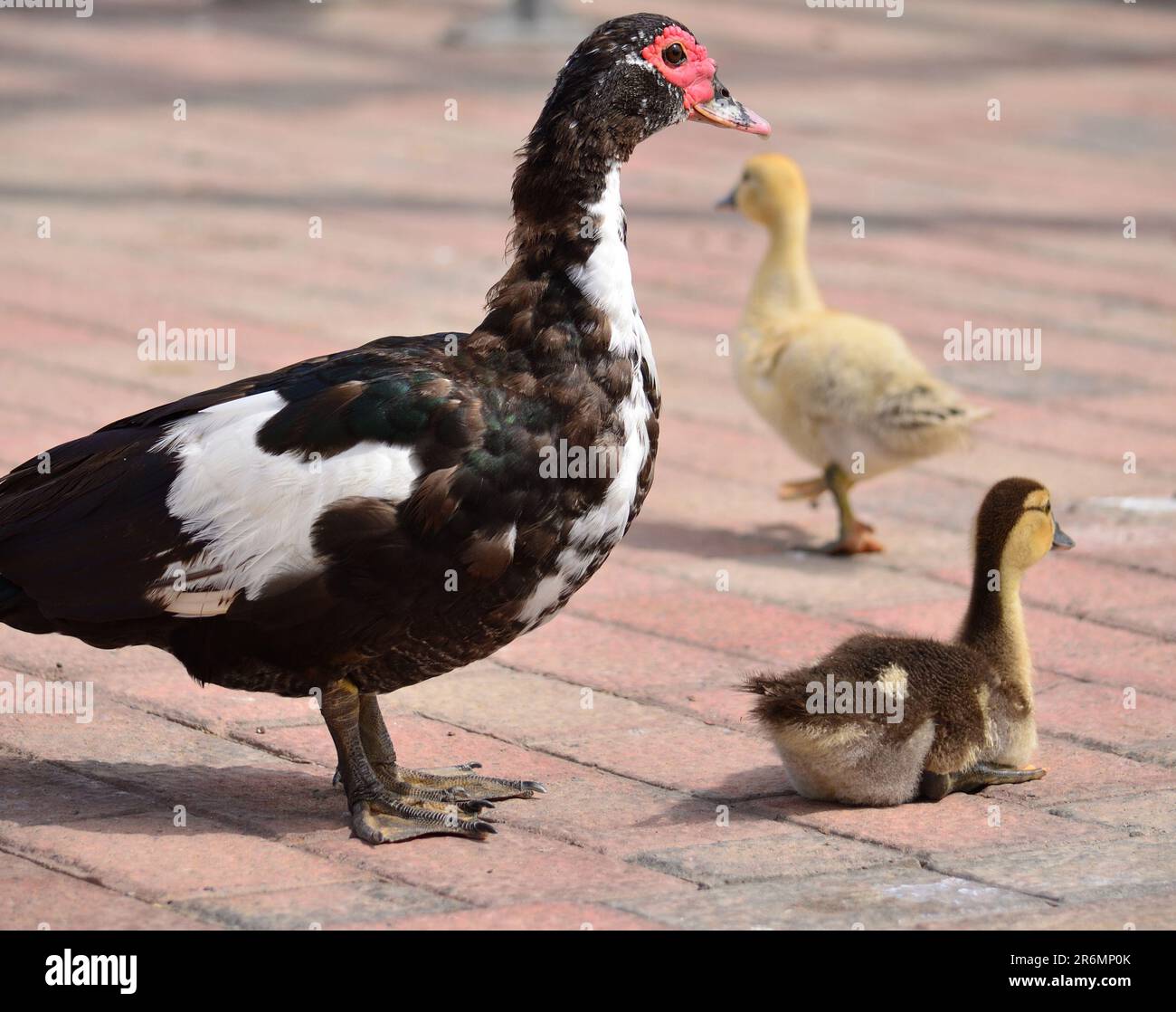 With her two young sons hi-res stock photography and images - Alamy