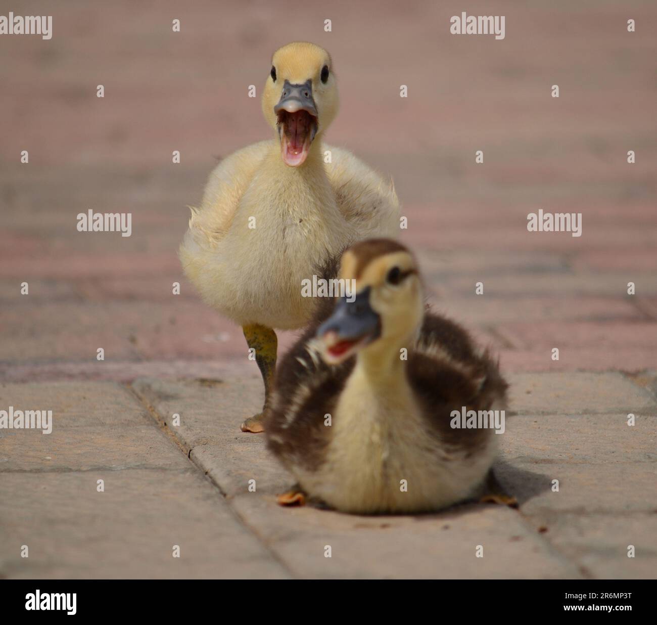 Little baby duck standing up that is quacking while another is sitting ...