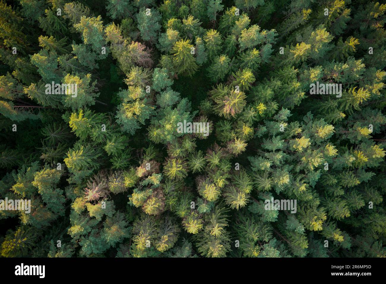 Aerial top down view of green mixed deciduous and coniferous forest ...