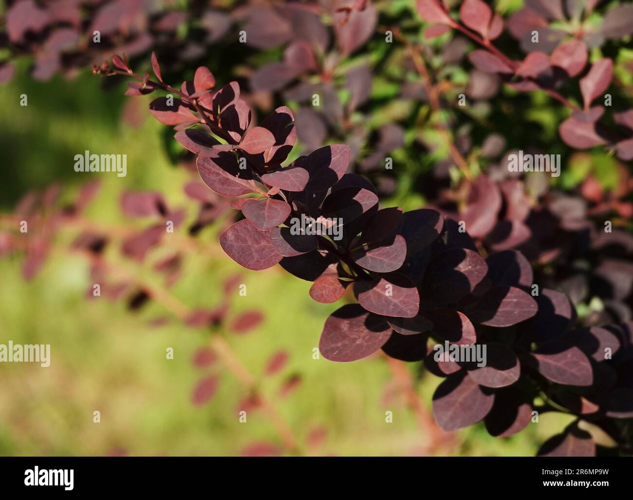 Plant Barberry Thunberg bush with branches on which green leaves turn ...