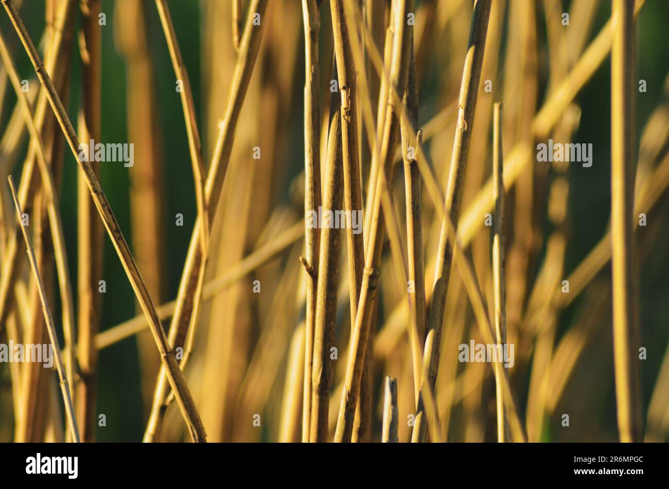 A close-up shot of a tall stand of dry elephant grass, growing in a ...