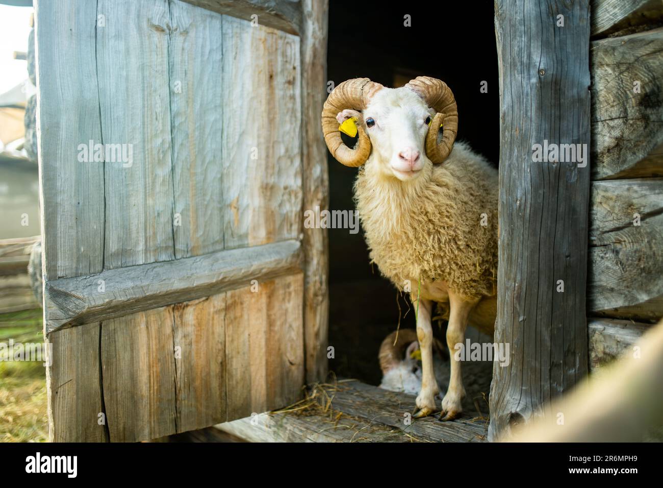 Sheep in the sheepfold. Adult sheep peeking from behind the fence. Livestock animals Stock Photo ...